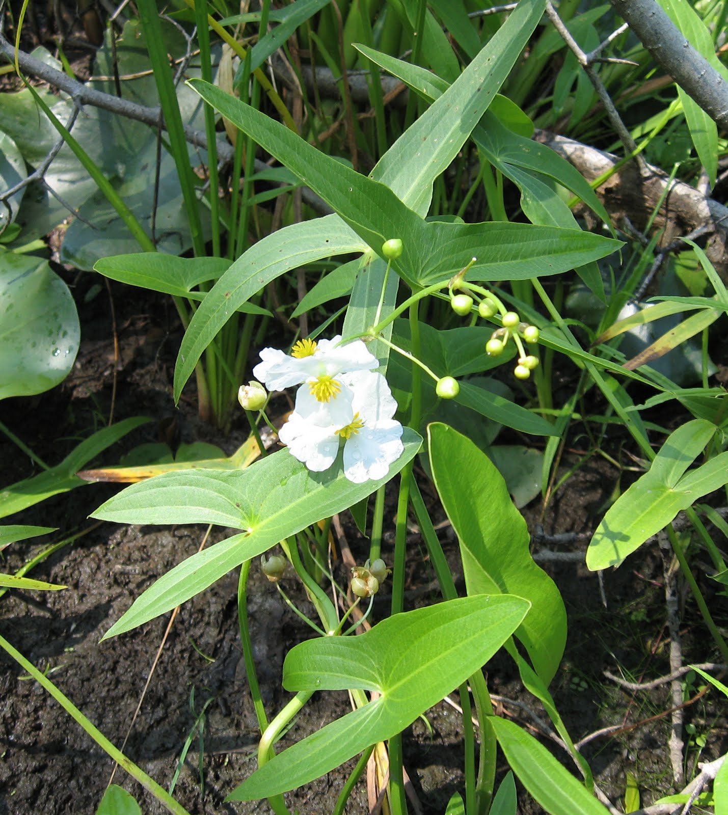 Tangled Web: Pics of Summer Flowers ... The Wetlands