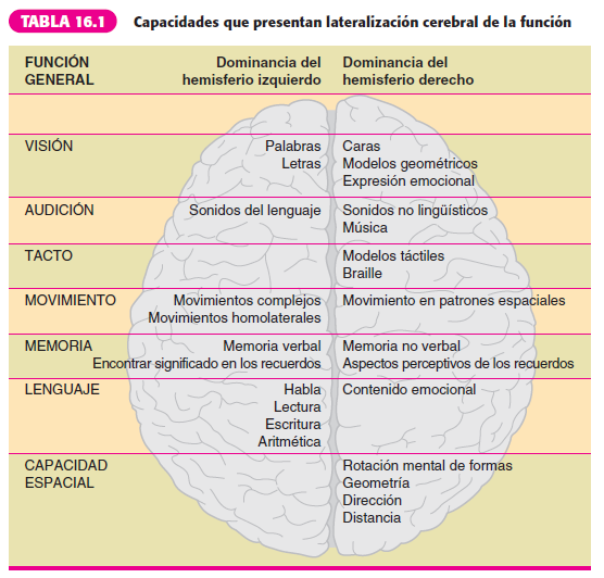 Neurociencia de la conducta II: Lateralización, lenguaje y cerebro ...