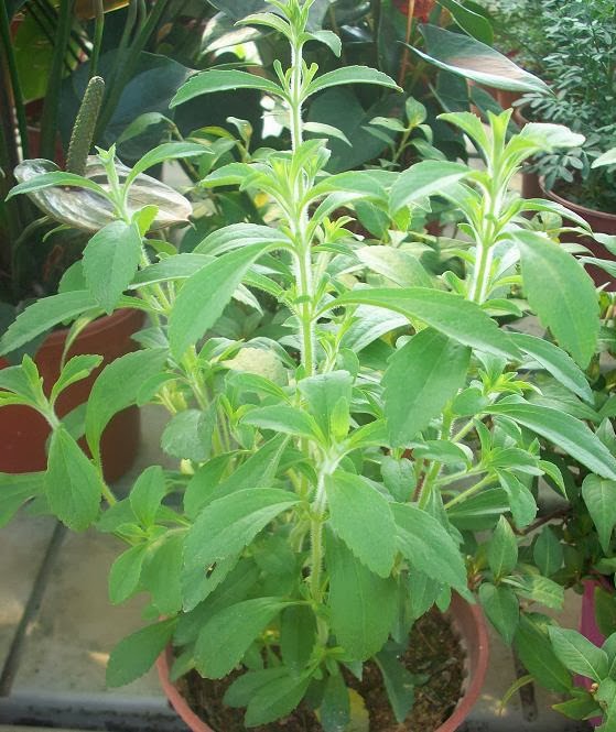 Jualan Benih Tanaman Semua Menjadi: Rosemary dan Stevia untuk DIJUAL