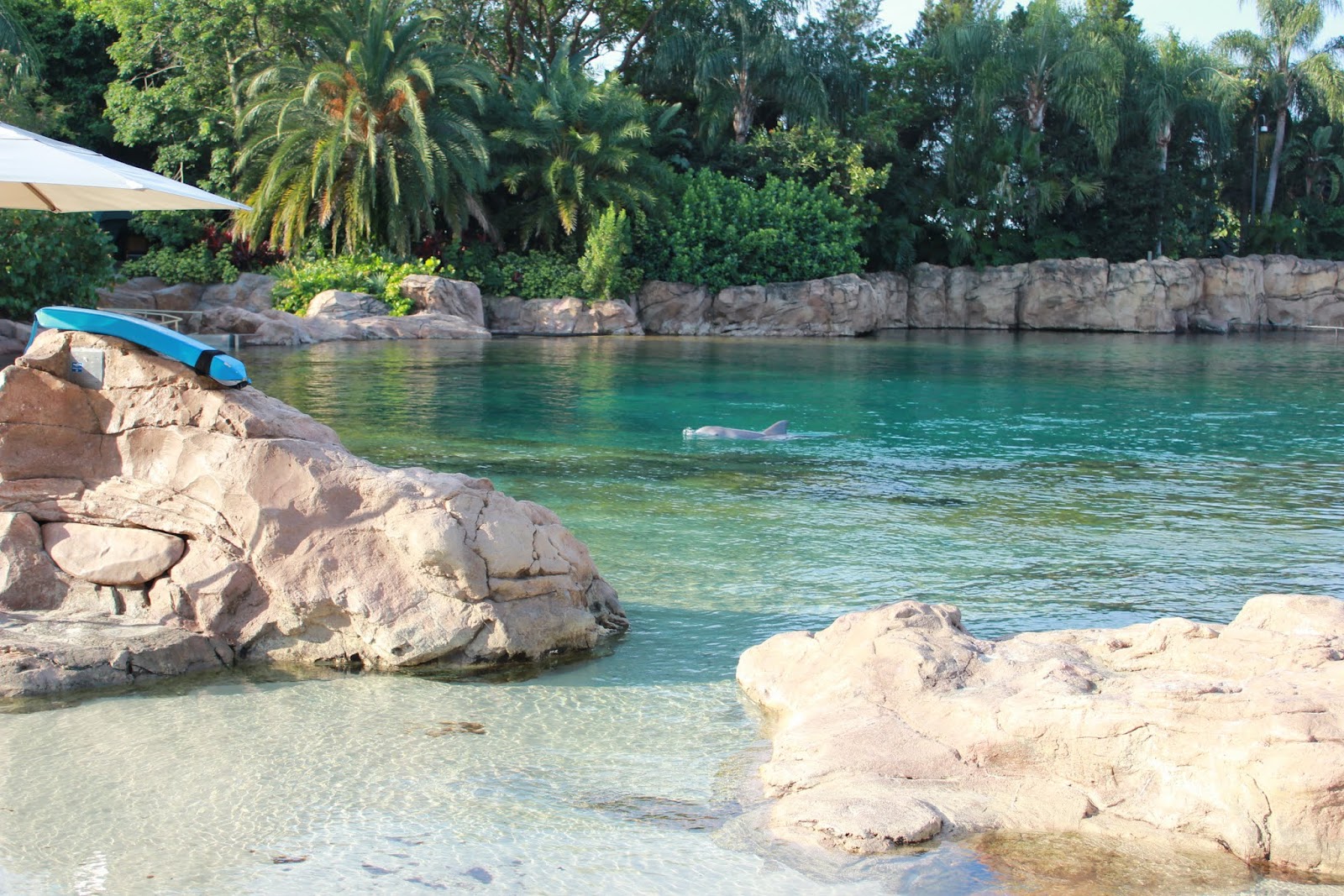 Dylanis Culture: Discovery Cove (A day in the pools with dolphins, rays ...