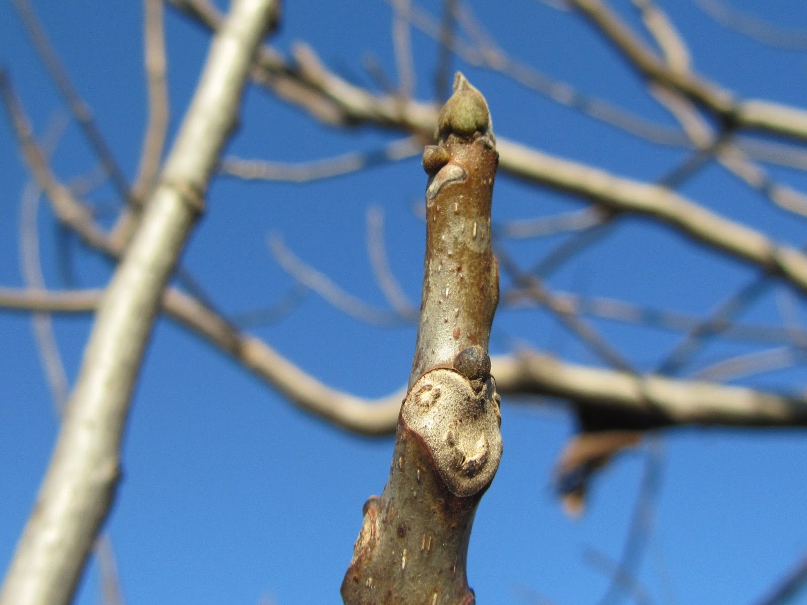 Noce Comune (Juglans regia), il suo Legno ed i suoi Frutti | Il Gusto ...
