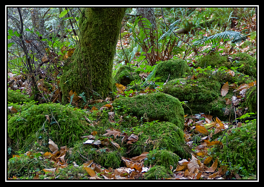 Fotografías de fjcollada: El manto verde