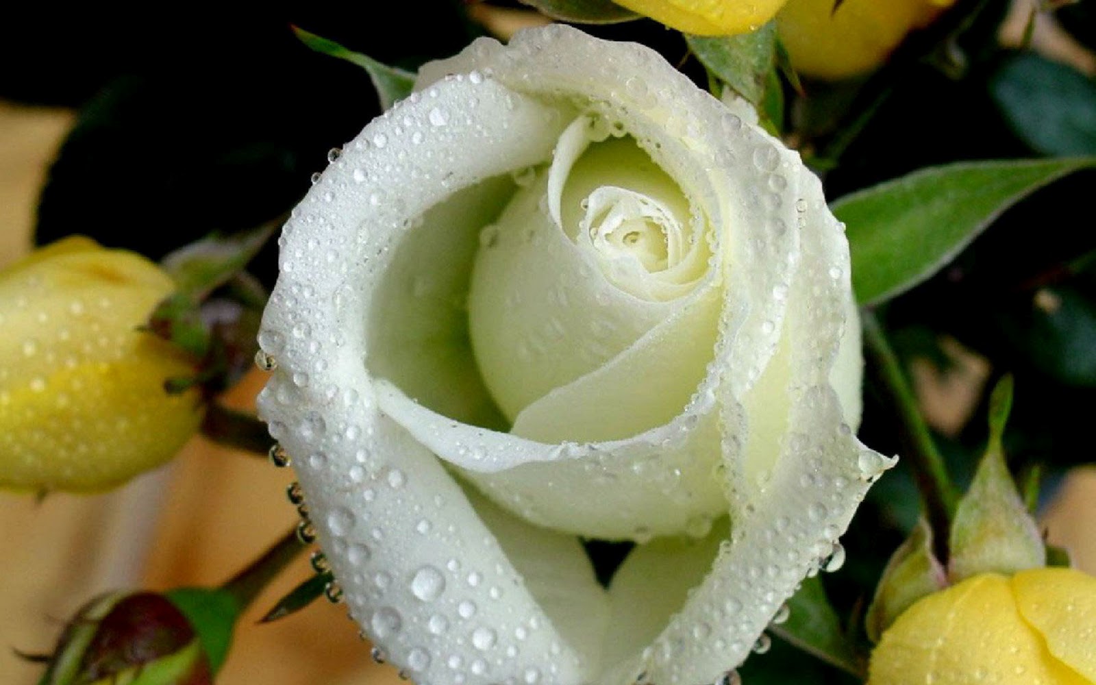 35 rozen achtergronden en foto's