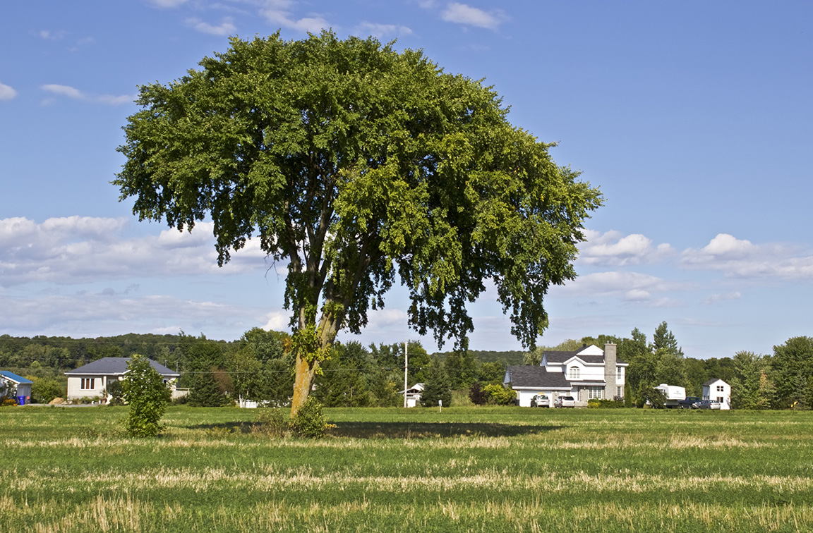 Flora Urbana: L'orme de la Côte Rouge