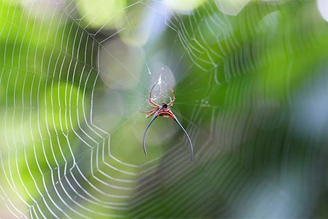 Unique Facts And Information: Spider With Long-horned - orb weaver spider