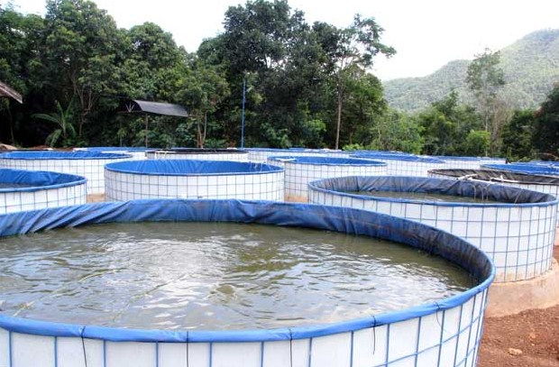 Cara Ternak dan Budidaya Ikan Lele Dalam Terpal khusus Ternak Pemula ...