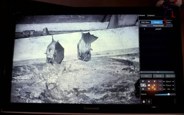Info on Bats | This pub has a live stream bat cam in its bar