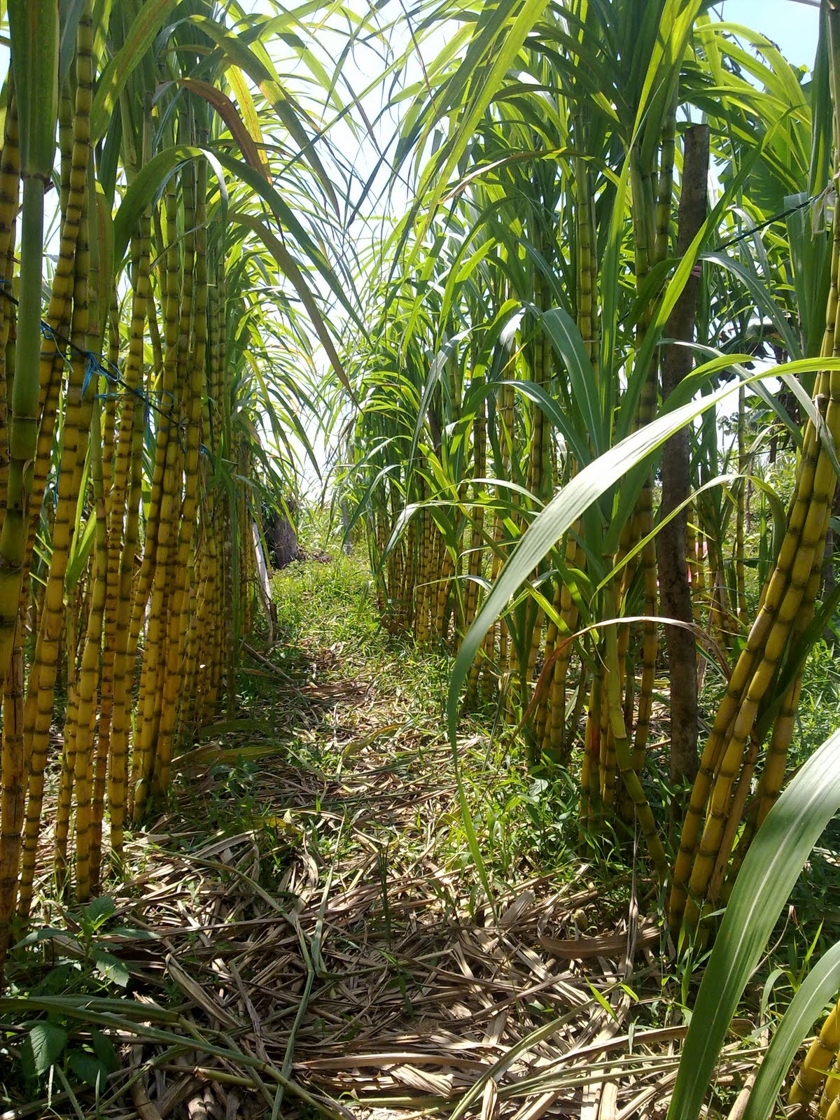 ladang tebu terengganu