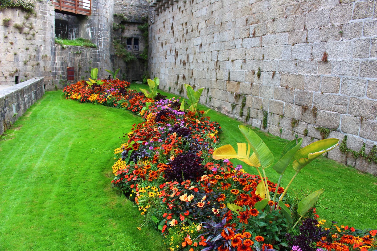 Roses du jardin Chêneland: Un beau massif de plantes annuelles...