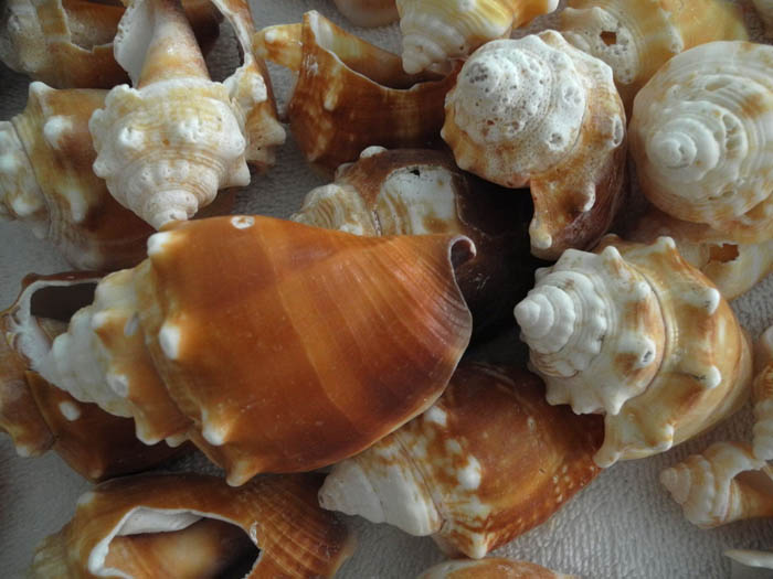 Studio and Garden: Splendor from the Sea