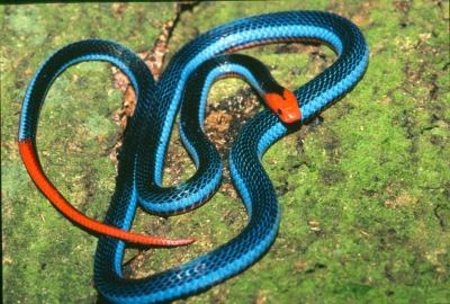 Amaizing Animal Facts: Most Beautiful & Colorful Venomous Snakes of the ...