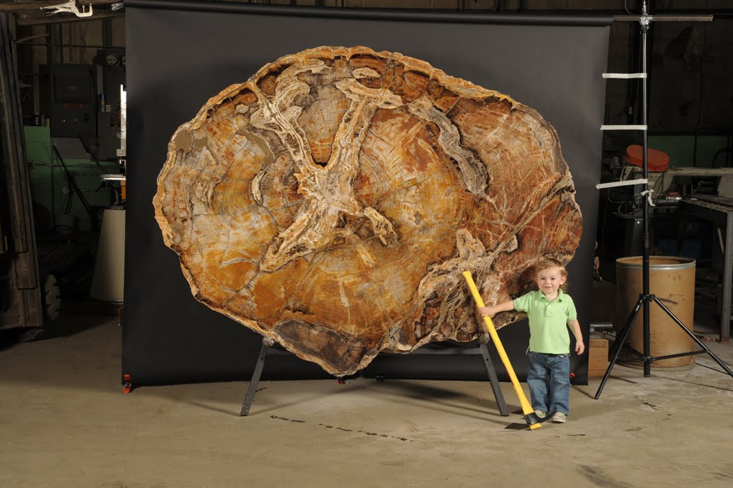 Arizona Geology: Preview of petrified wood coming to the Tucson gem ...