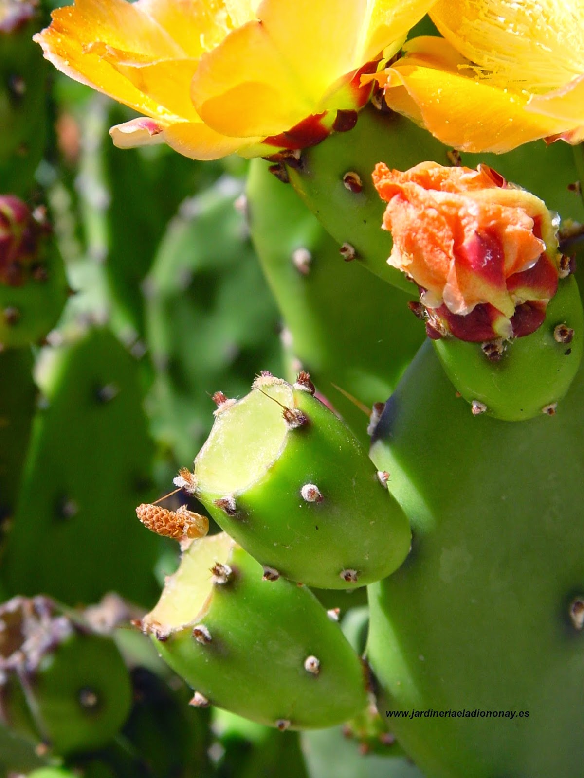 Jardineria Eladio Nonay: CHUMBERA - OPUNTIA FICUS INDICA (Jardinería ...