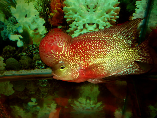 Flowerhorn The Hybrid Cichlids: Red Kamfa