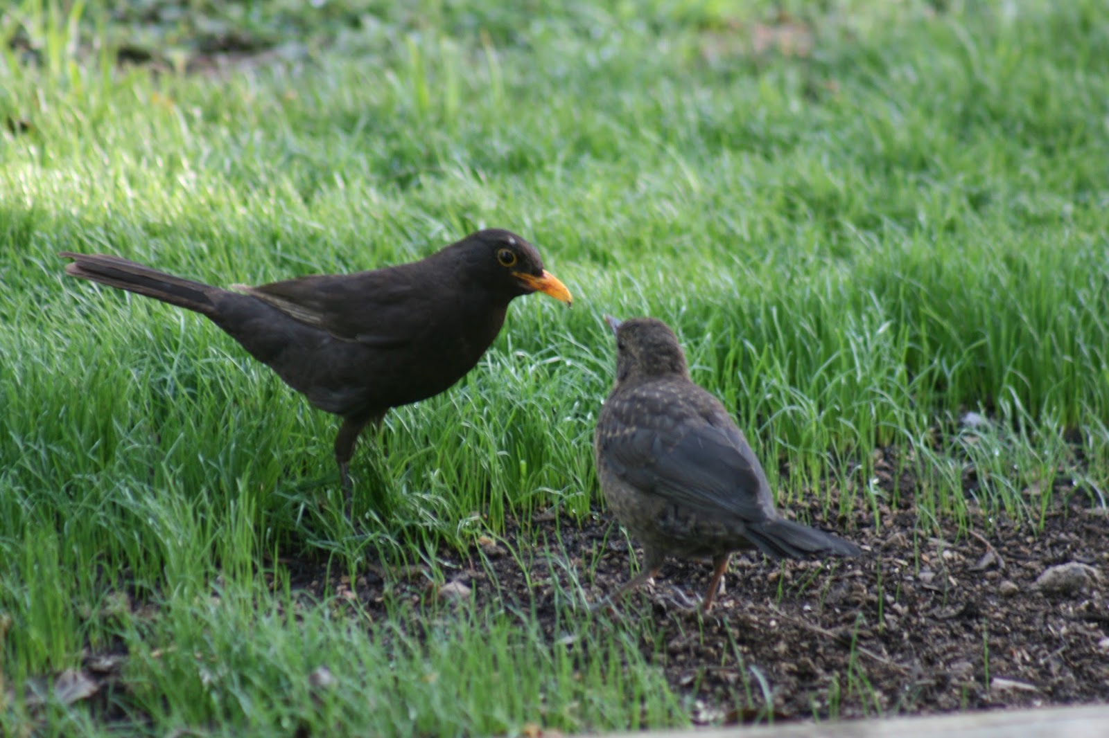 Pajaricos de Murcia: Turdus merula - Mirlo común