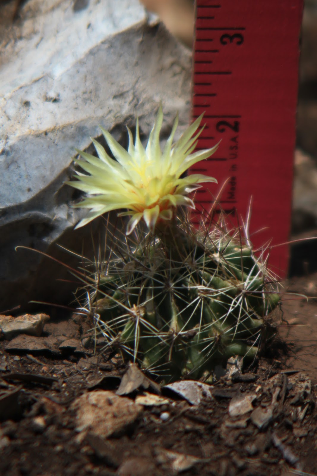 Rock-Oak-Deer: Barrel Cactus Bloom Day