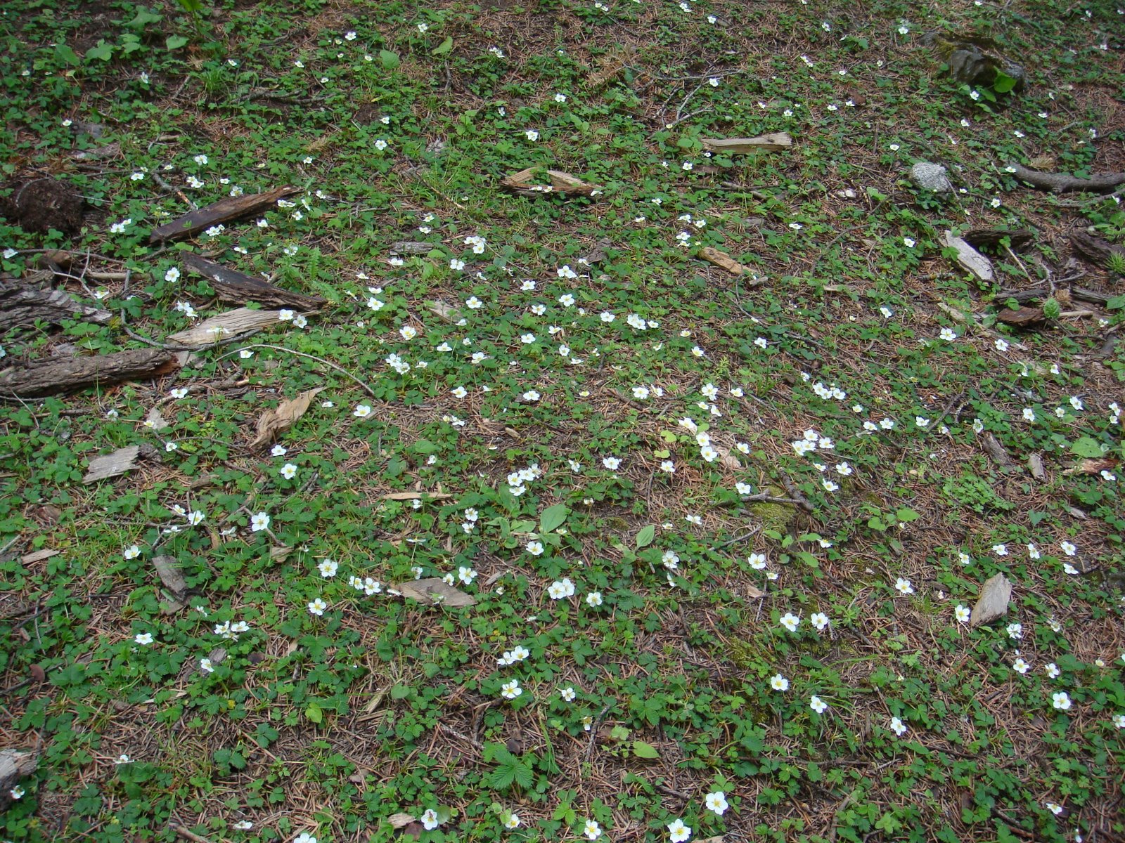 A Protest of Romance: A Man Whose Home Is A Devdar Tree