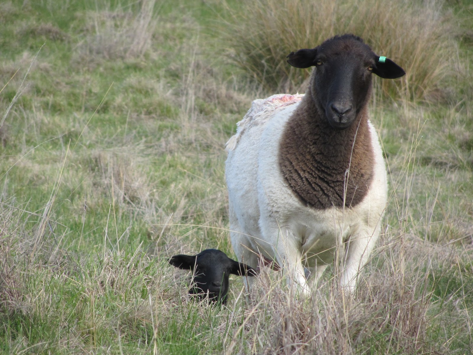 Glut: a year in my patch: Lambs