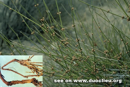 Ephedra root (Mahuanggen)-Ephedra sinica stapf