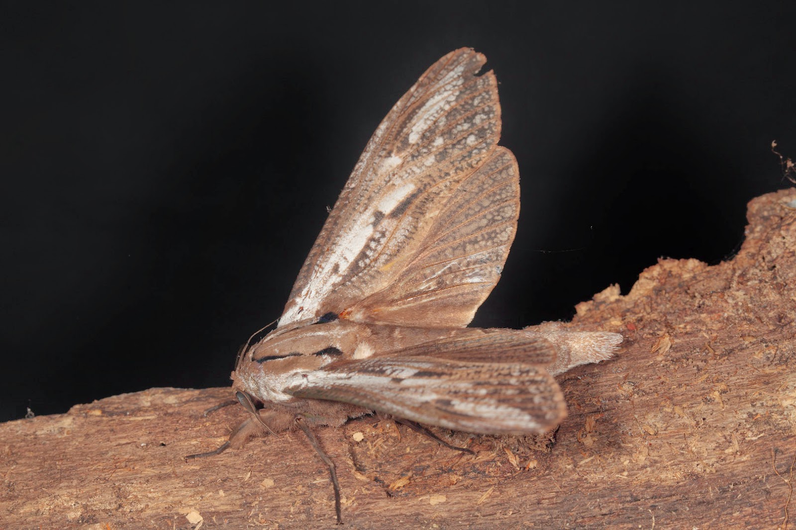 BunyipCo: National Moth Weeks Approaches
