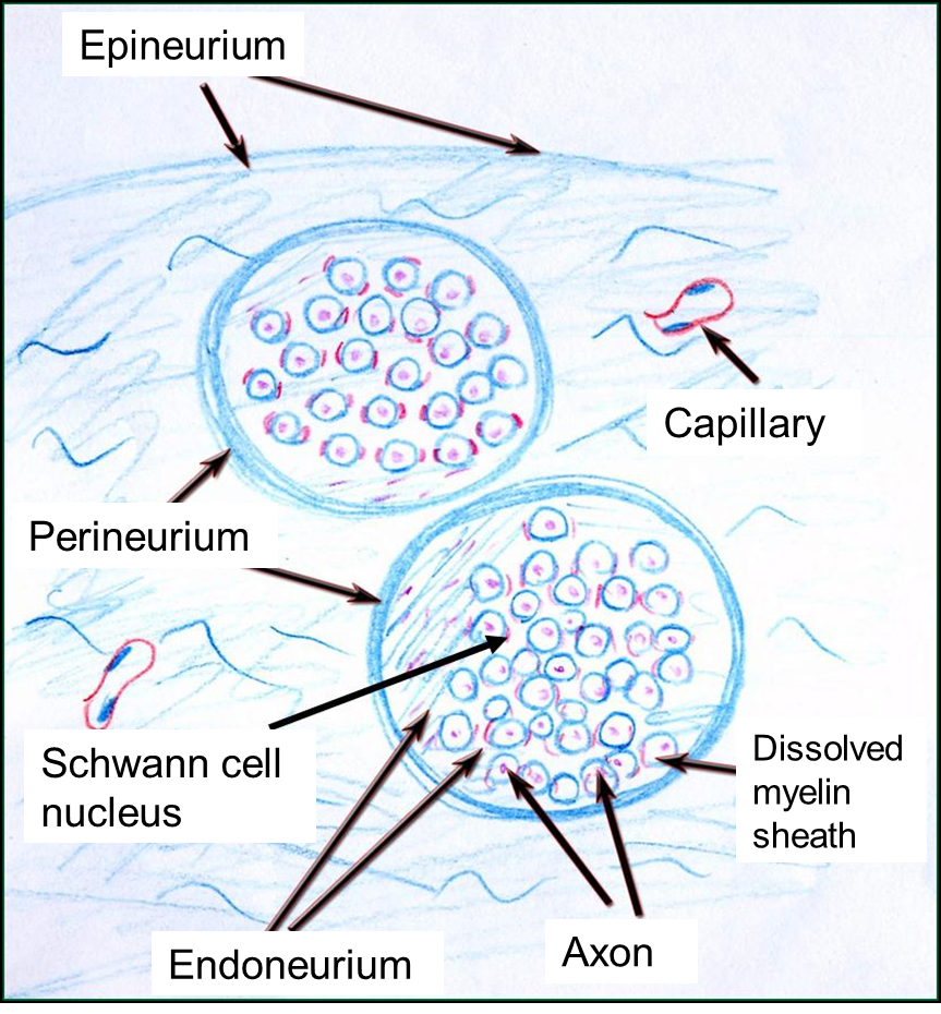 Peripheral Nerve Histology Labeled
