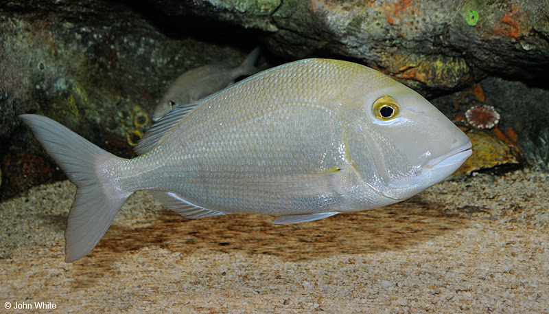 Artes de Pesca: VAMOS A PESCAR PEZ PLUMA