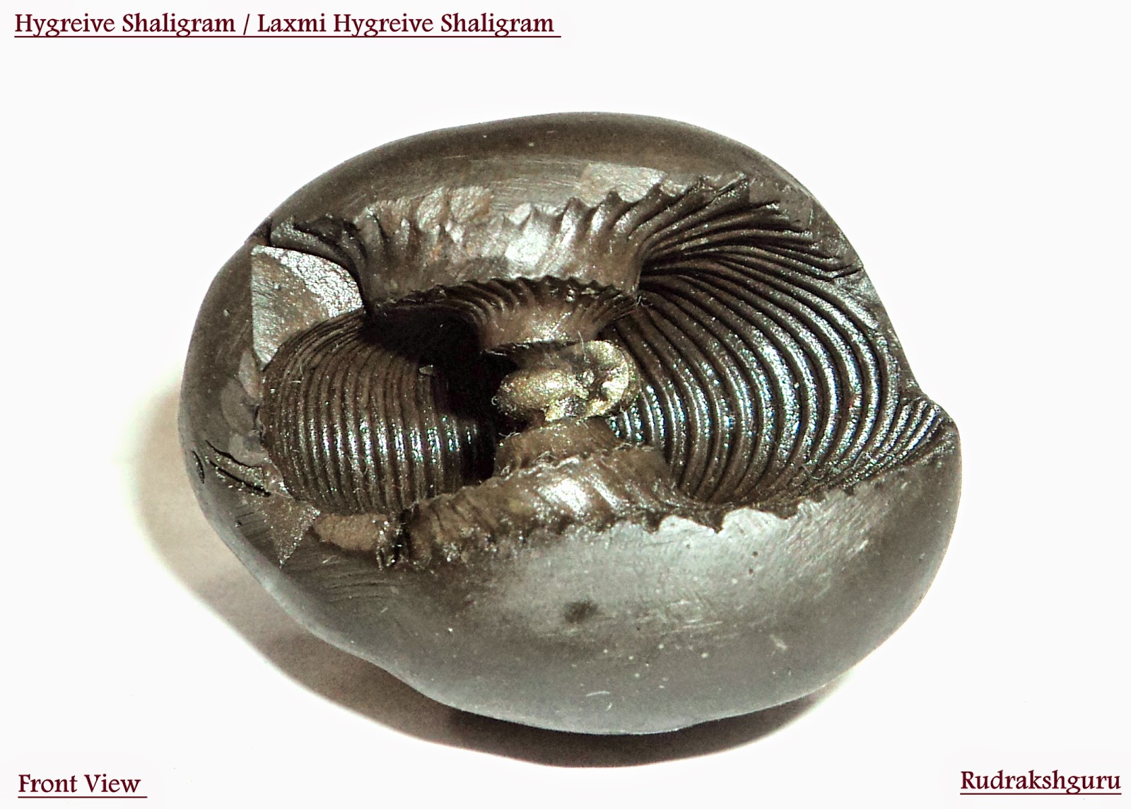 Shaligram: Hygrieve Shaligram - Shaligram Shape Like A horse Face ...