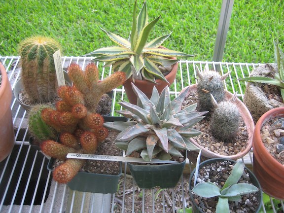 stuff from ellen's head: sharp, spiny, pokey things