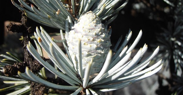 Cedro blanco: Cedrus atlantica var. pendula | Plantas rioMoros