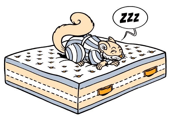 TEMPO LIBERO: IL GHIRO CHE DORME