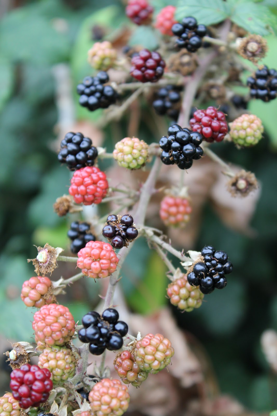 Green Urban Living- living the good life in my backyard: Out Foraging ...