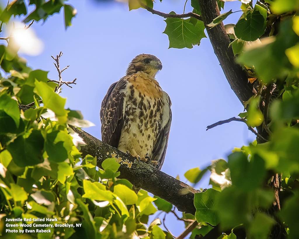 The City Birder: Three Generations of Hawks