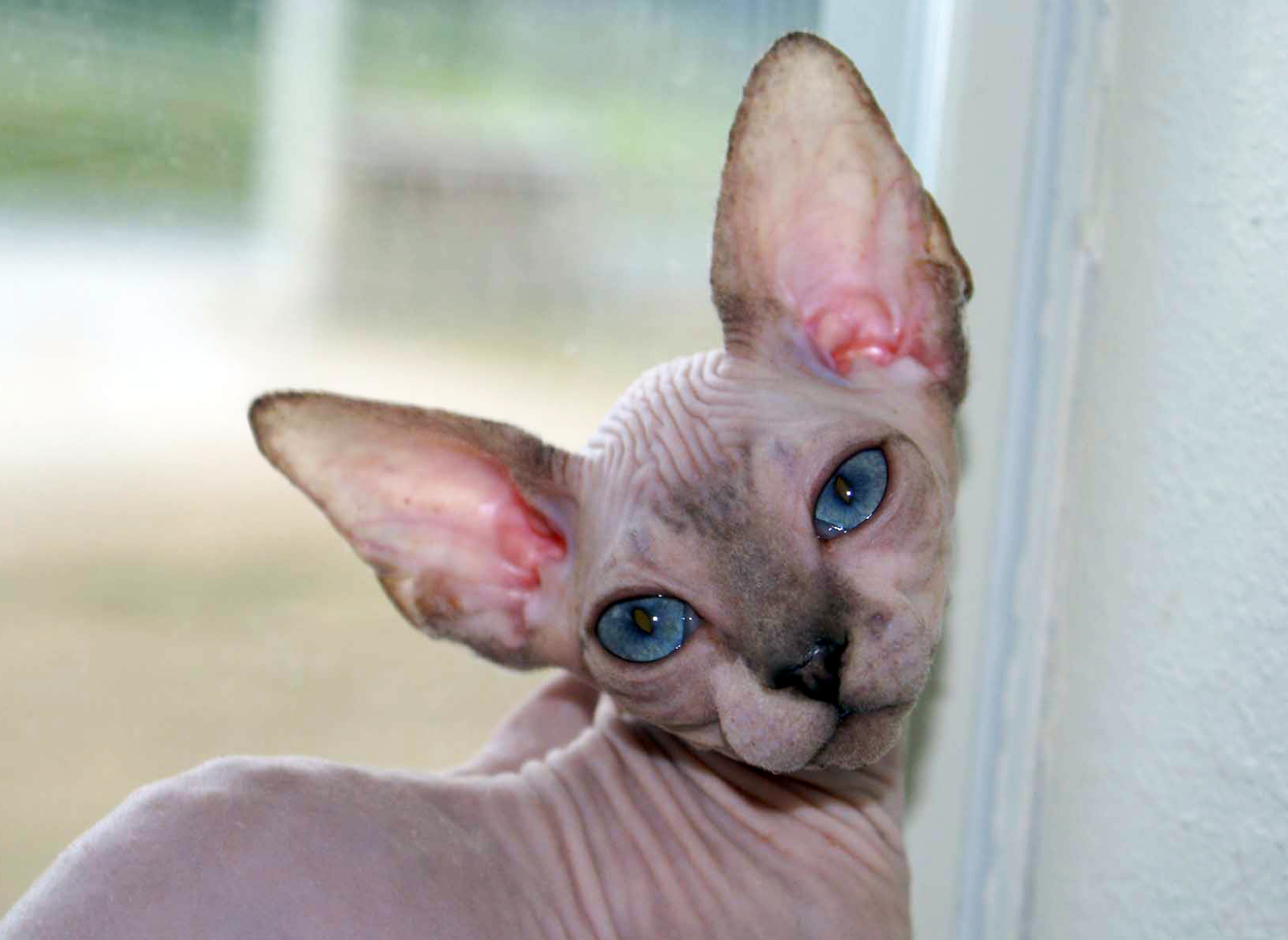 Siete vidas tiene un gato: Gato Sphynx