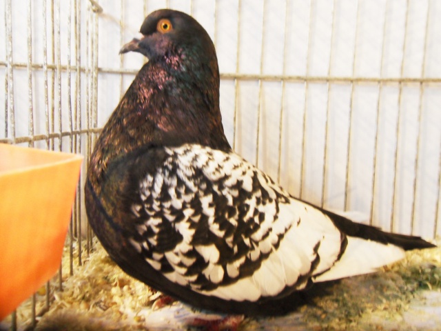 Polish Lynx ( Luchstaube ) - Pigeons fall