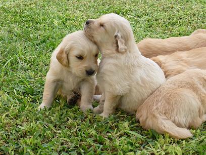 LA RAZAS DE LOS PERROS: GOLDEN RETRIEVER