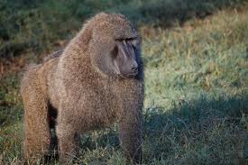 Exploring Anthropology: Primates: Locomotion