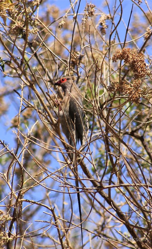Hedgie's Nature Journal : Red-faced Mousebird (Urocolius indicus)