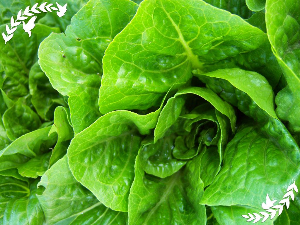 8 Amazing Benefits Of Lettuce No 8 Most Important DAILY HEALTH TIPS 8-amazing-benefits-of-lettuce-no-8-most-important-daily-health-tips