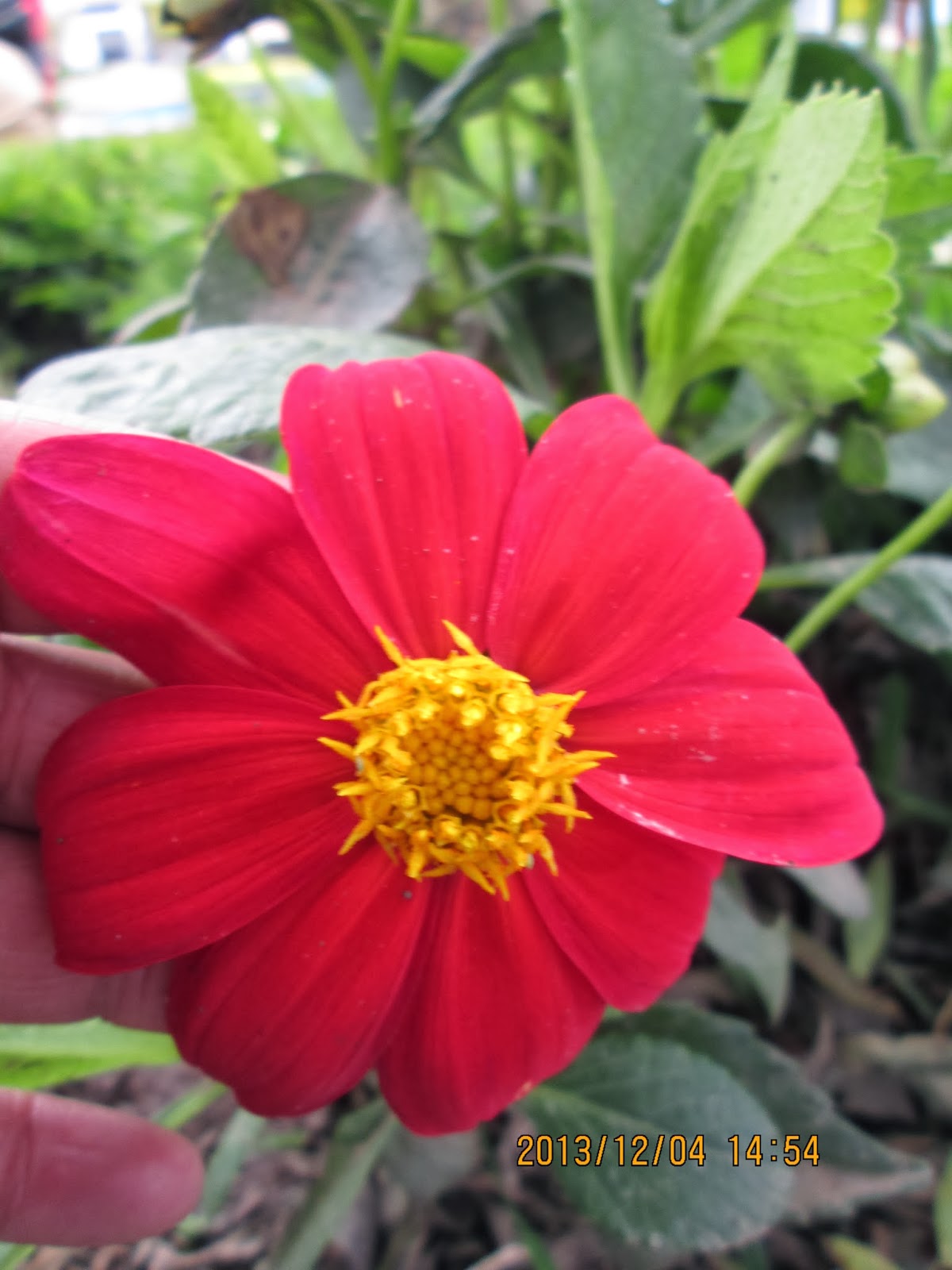 FLORES PERUANAS: Flores