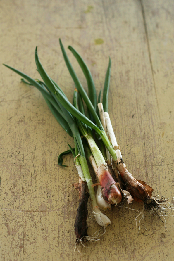 Our Little Haus On The Prairie: Spring onions, first harvest.