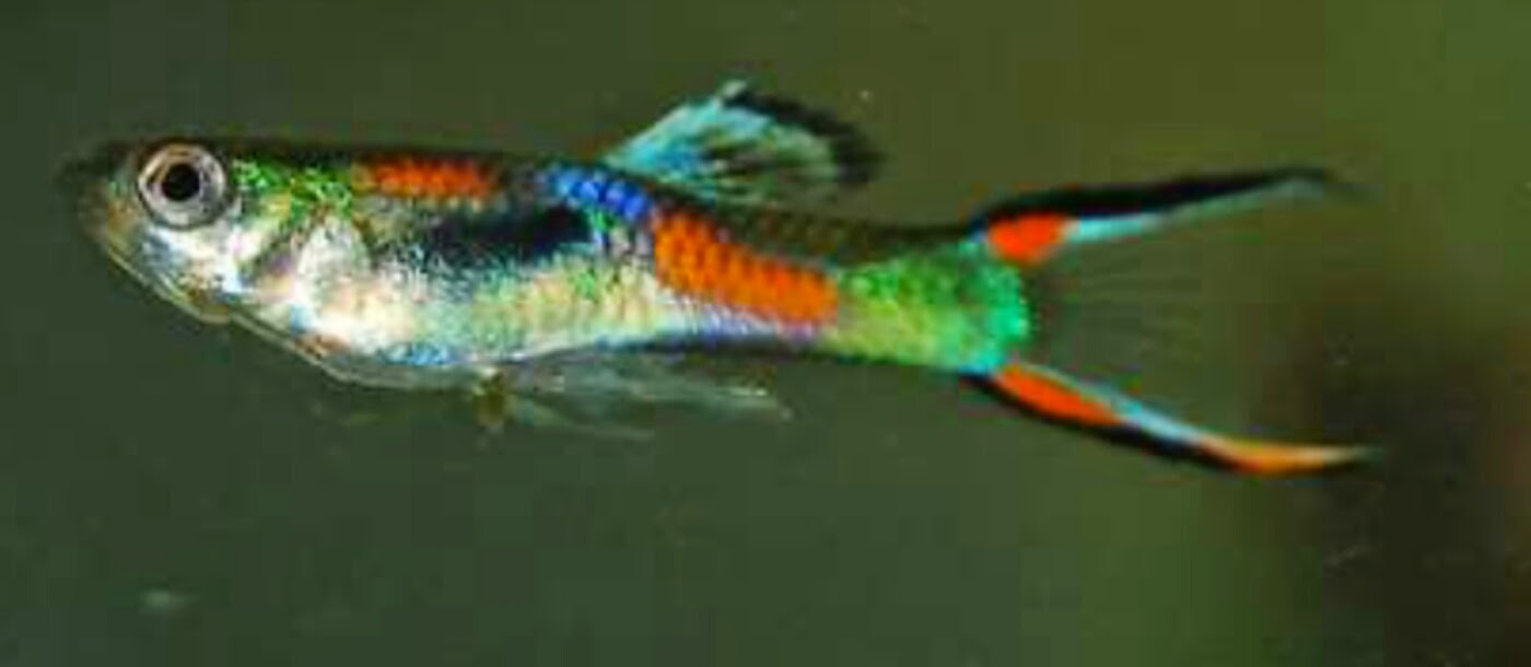 ENDLER POECILIA WINGEI Livebearers Cumana Area @endlerpoeciliawingei ...