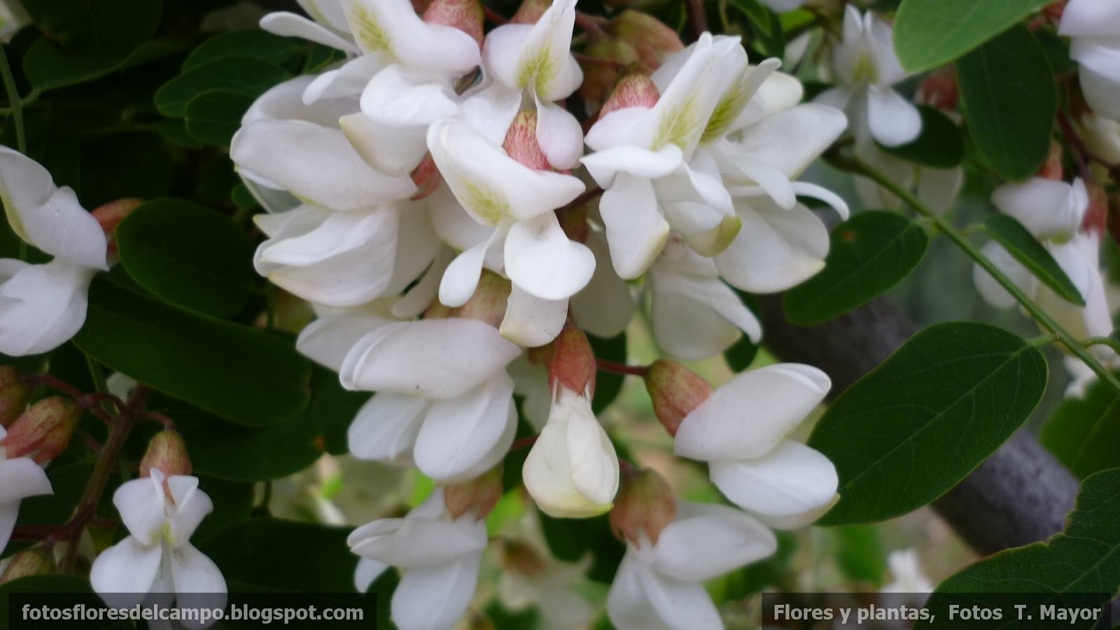 Flores y plantas silvestres: " Robinia pseudoacacia ".Robinia, Falsa ...