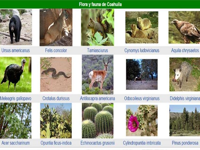 Conoce el estado de coahuila: 2017