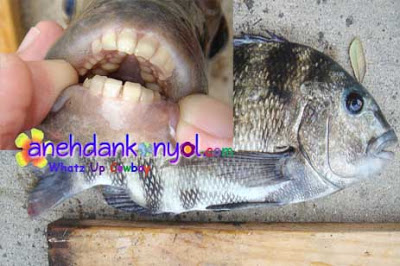 The Beauty of Underwater: 9 Ikan Dengan Gigi Luar Biasa