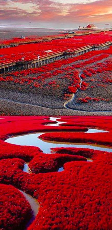 Red beach in Panjin, China on the marshlands of the Liaohe River delta ...