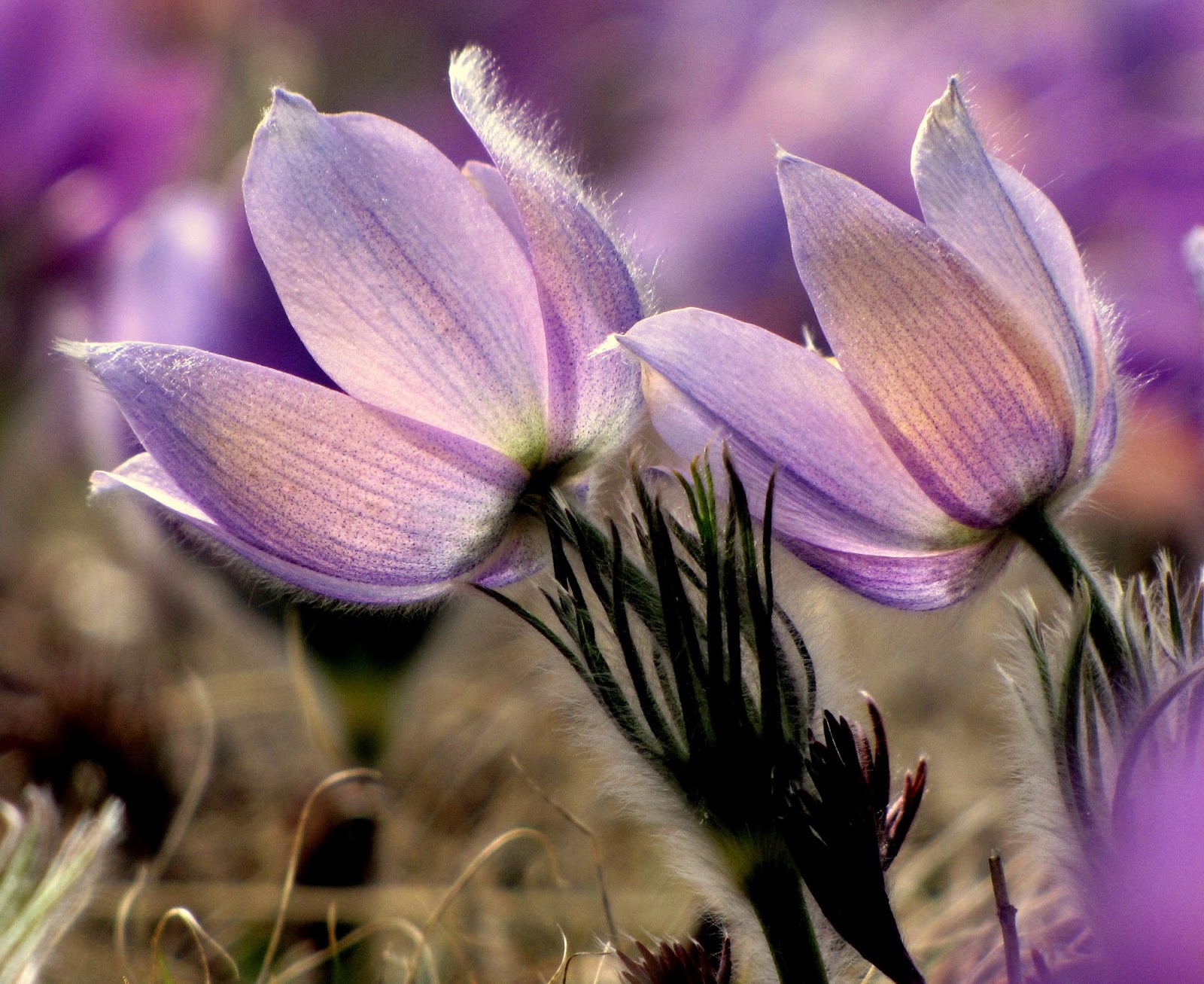 Letting in the Light: Finding Violet