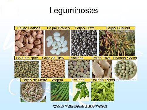 Leguminosas | Classificação, Alimentos e Utilidades das Leguminosas ...