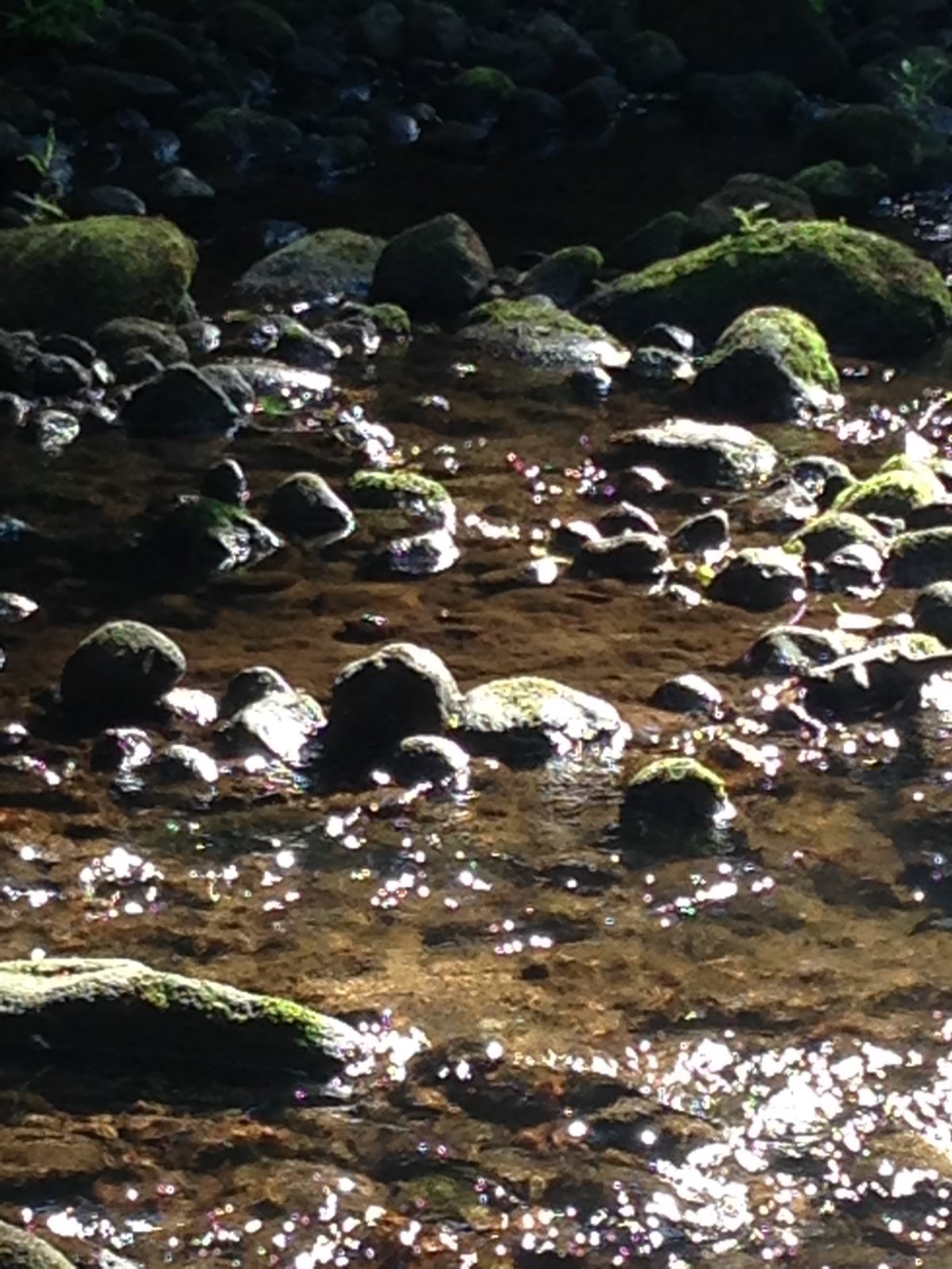 Rock Turtles – Galen Pearl