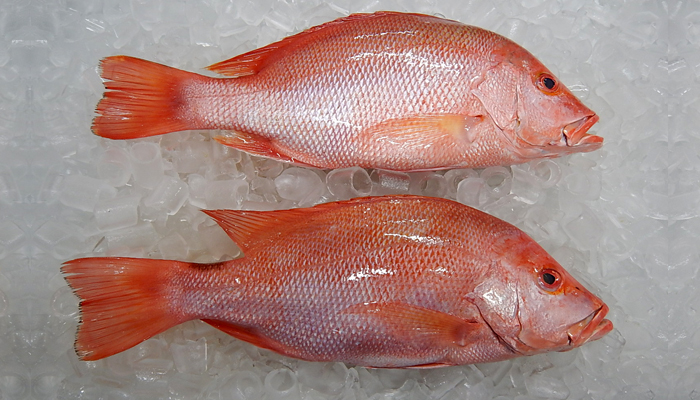 Ikan Merah Gatal Tak