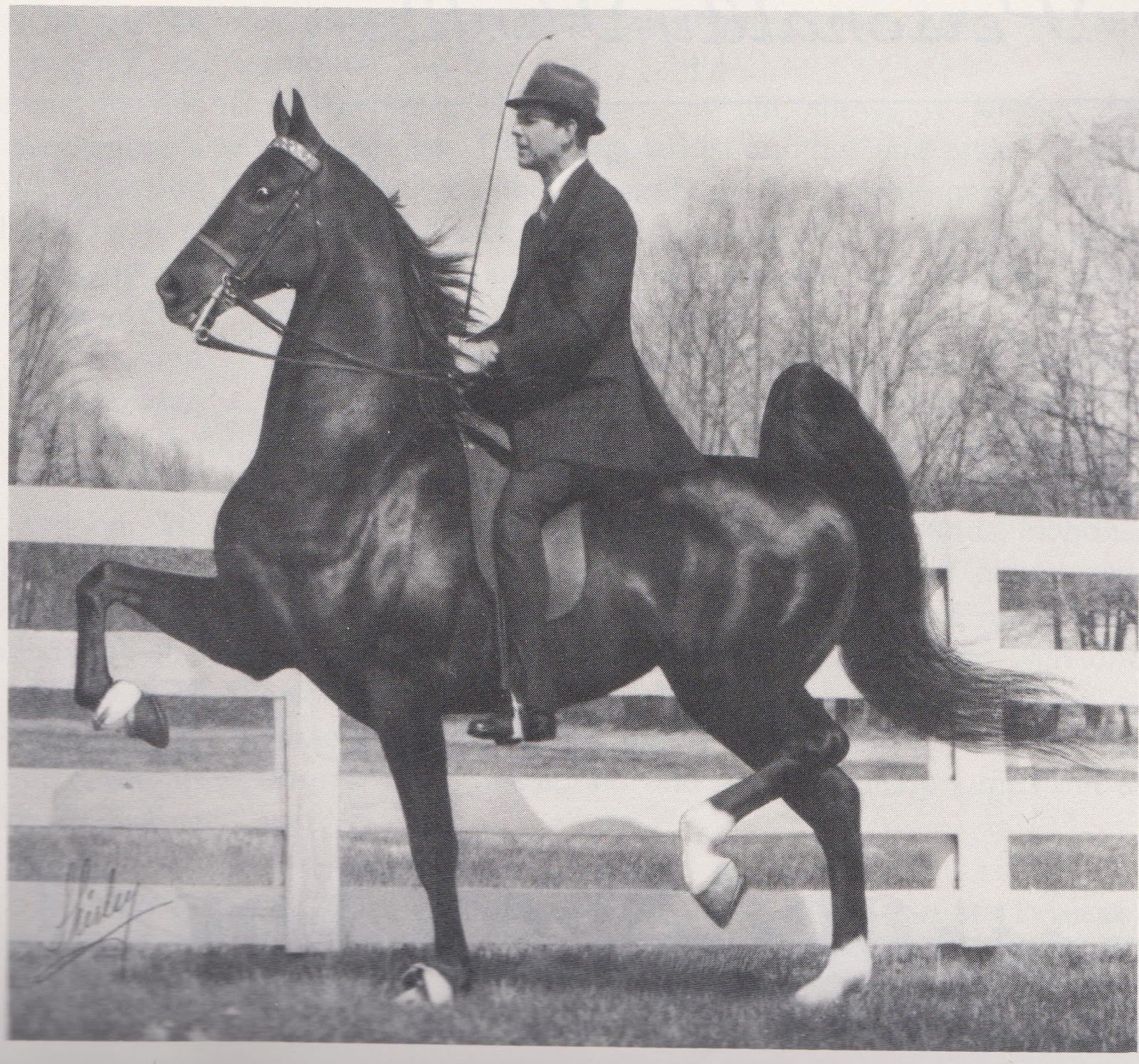 The American Saddlebred: 9/18/16 Wing Commander's Legacy part 1